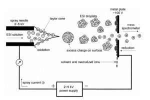 Comprehensive Guide to Electrospray Ionization (ESI) in Modern Mass ...